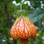 Abutilon pictum (Painted Indian Mallow) - World of Flowering Plants
