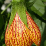 Abutilon pictum (Painted Indian Mallow) - World of Flowering Plants
