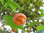 Abutilon pictum (Painted Indian Mallow) - World of Flowering Plants