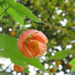 Abutilon pictum (Painted Indian Mallow) - World of Flowering Plants