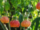 Abutilon pictum (Painted Indian Mallow) - World of Flowering Plants