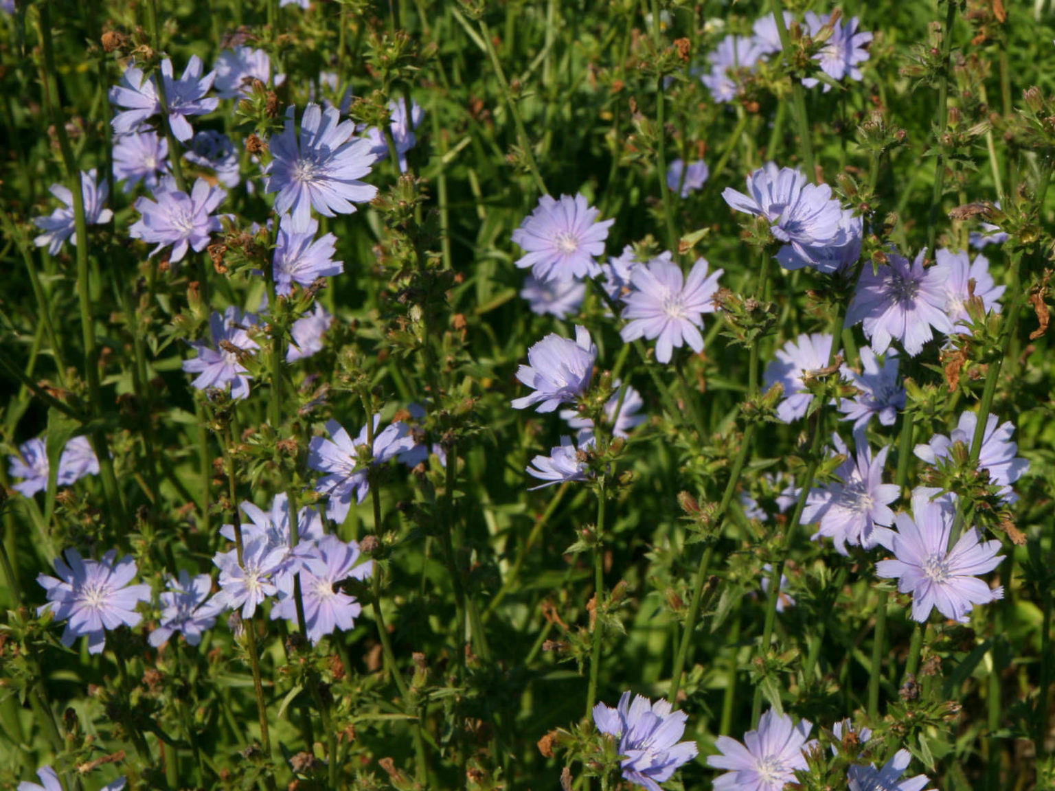 Cichorium intybus (Common Chicory) - World of Flowering Plants