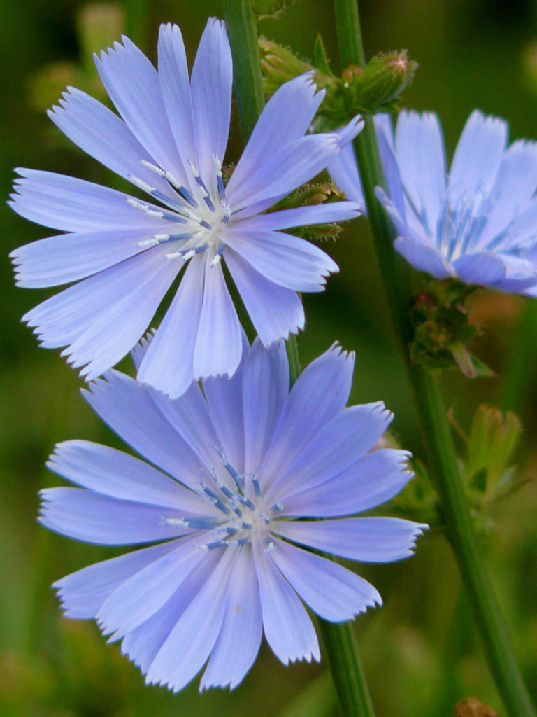 Cichorium intybus (Common Chicory) - World of Flowering Plants