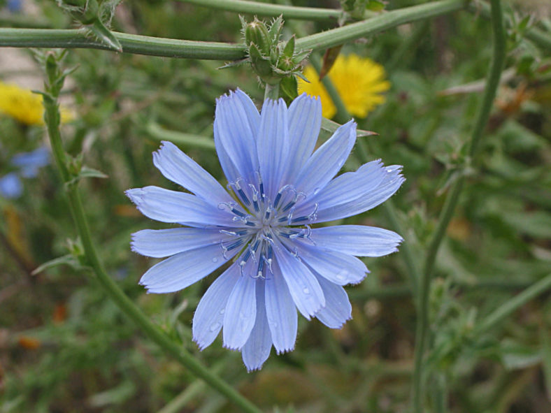 Role of Chicory in the Native American Mythology - World of Flowering ...
