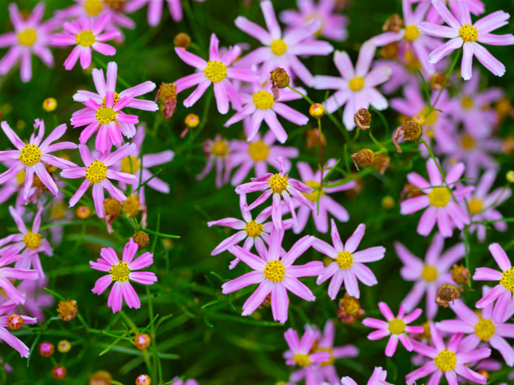 Coreopsis rosea (Pink Tickseed) - World of Flowering Plants