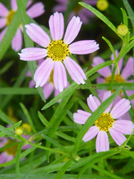 Coreopsis rosea (Pink Tickseed) - World of Flowering Plants