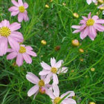 Coreopsis rosea (Pink Tickseed) - World of Flowering Plants