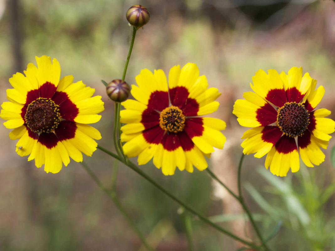Coreopsis tinctoria (Plains Coreopsis) - World of Flowering Plants