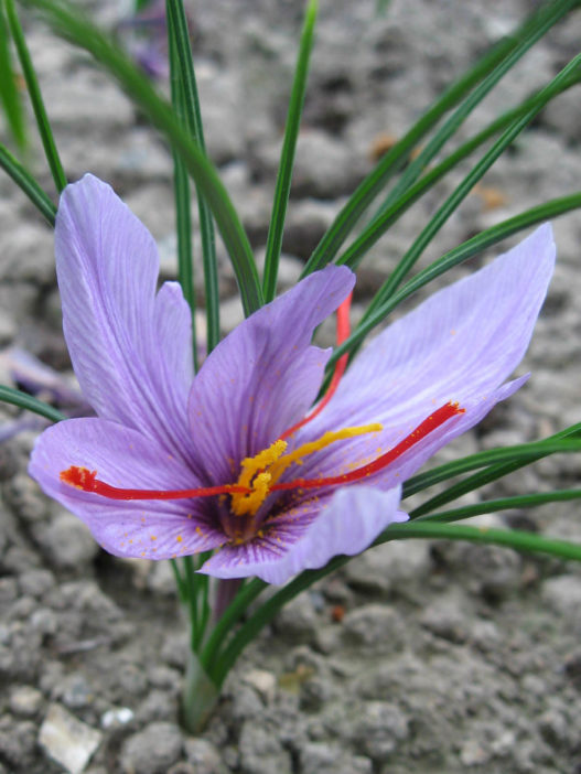 Crocus sativus (Saffron Crocus) - World of Flowering Plants
