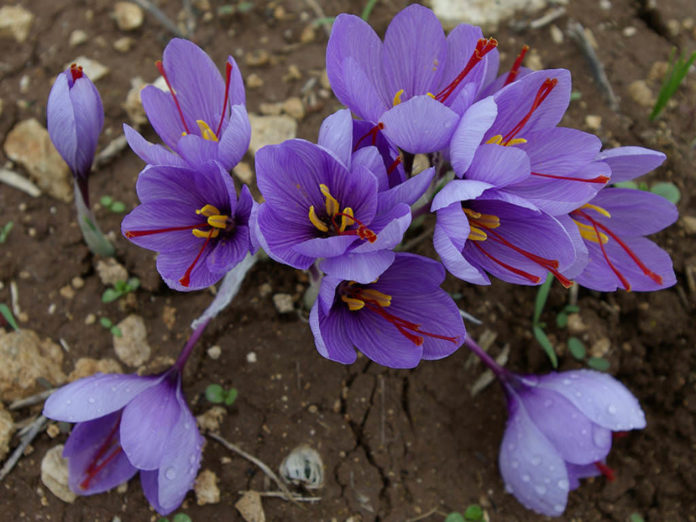 Crocus sativus (Saffron Crocus) - World of Flowering Plants