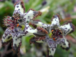 Ferraria crispa (Starfish Lily) - World of Flowering Plants