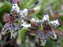 Ferraria crispa (Starfish Lily) - World of Flowering Plants
