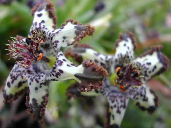 Ferraria crispa (Starfish Lily) - World of Flowering Plants