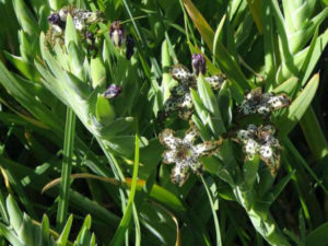 Ferraria crispa (Starfish Lily) - World of Flowering Plants