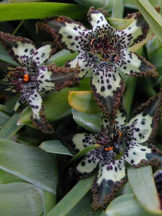 Ferraria crispa (Starfish Lily) - World of Flowering Plants