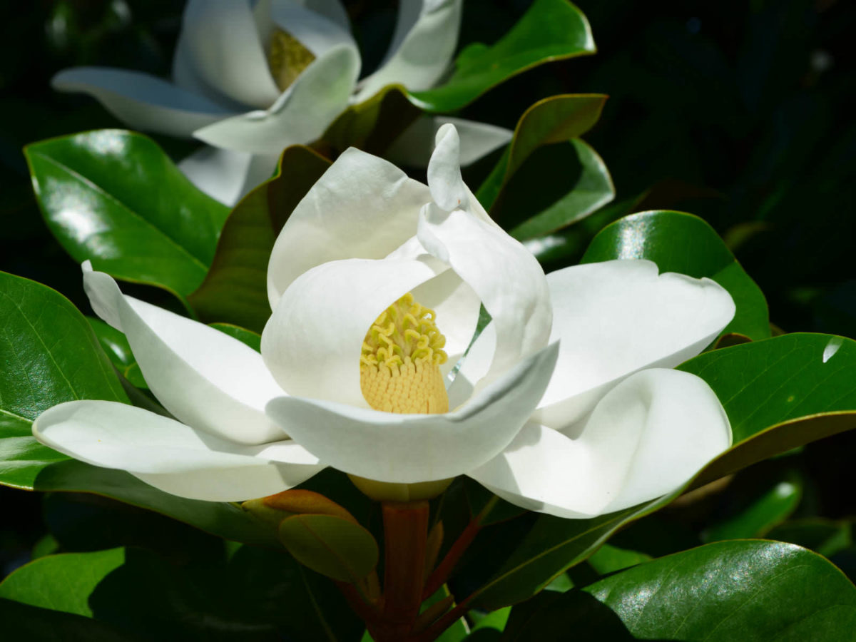 Magnolia grandiflora (Southern Magnolia) - World of Flowering Plants