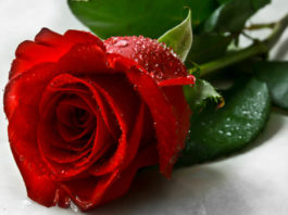 The Story of the Rose - World of Flowering Plants