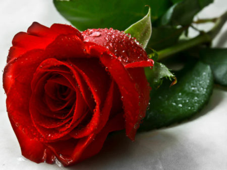 The Story of the Rose - World of Flowering Plants