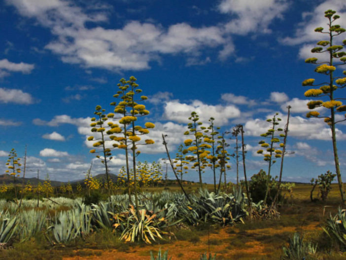 Agave americana (Century Plant) - World of Flowering Plants