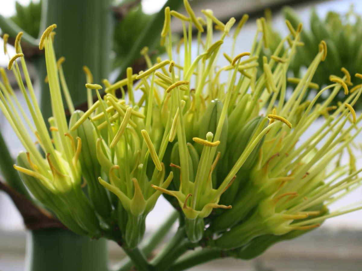 Agave americana (Century Plant) - World of Flowering Plants