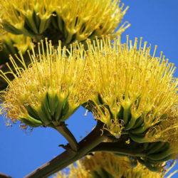 Agave americana (Century Plant) - World of Flowering Plants