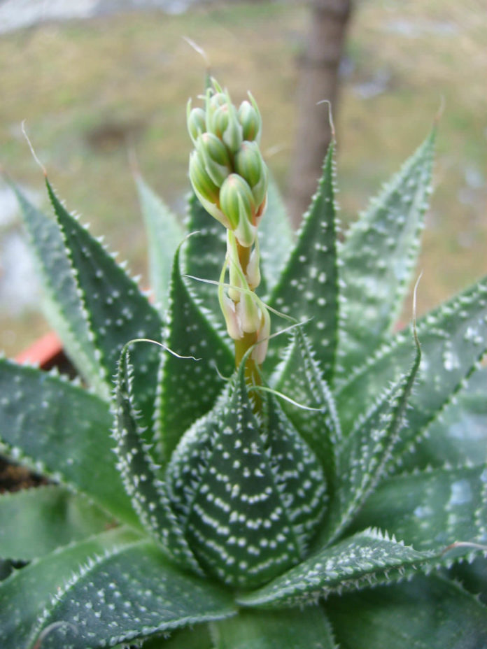 Aloe aristata (Lace Aloe) - World of Flowering Plants