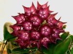 Hoya macgillivrayi - World of Flowering Plants