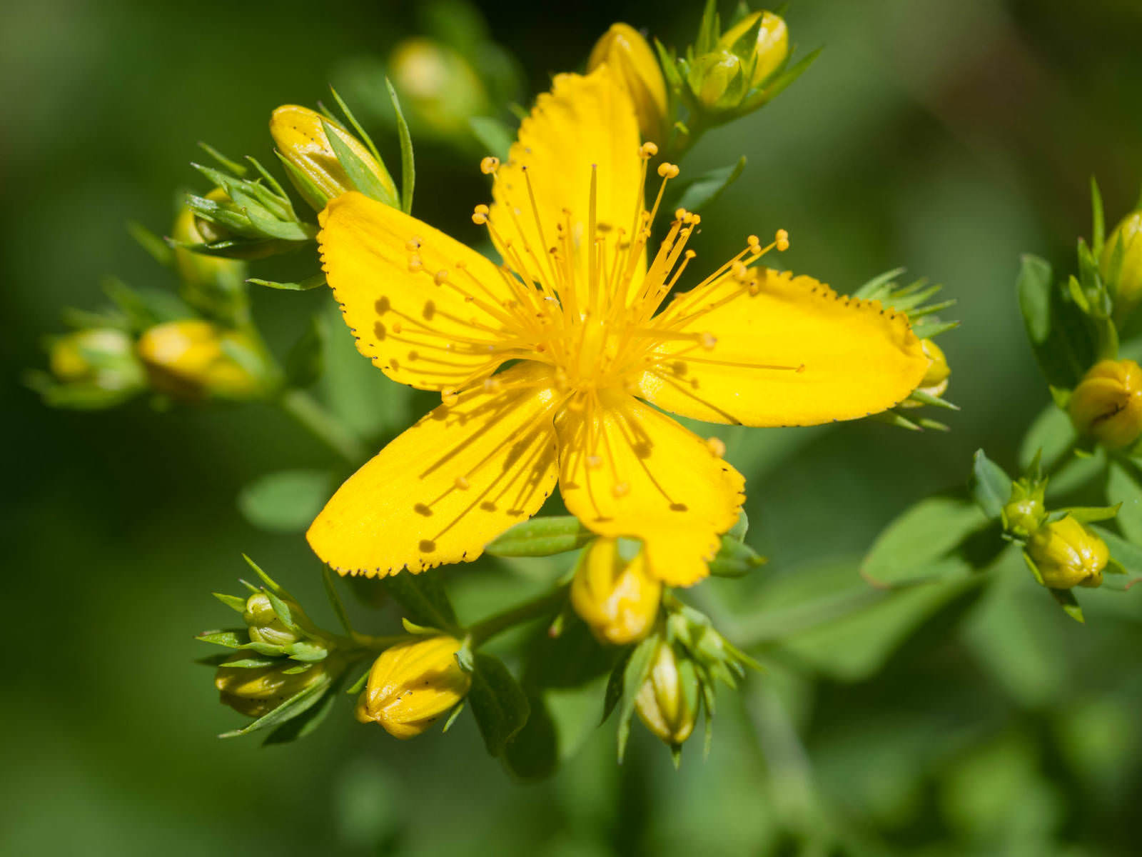 Hypericum Perforatum Common St John s Wort World Of Flowering Plants