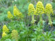 Aeonium arboreum (Pinwheel Desert Rose) - World of Flowering Plants