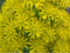 Aeonium arboreum (Pinwheel Desert Rose) - World of Flowering Plants