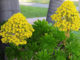 Aeonium arboreum (Pinwheel Desert Rose) - World of Flowering Plants