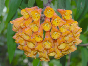 Bomarea multiflora (Vine Alstroemeria) - World of Flowering Plants