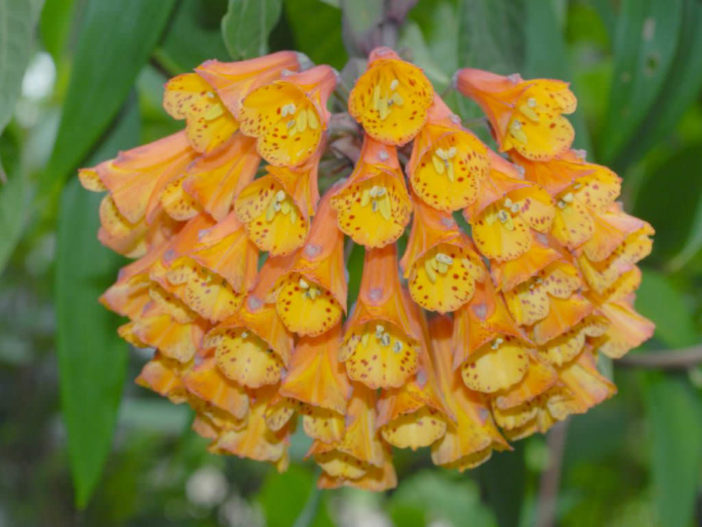 Bomarea multiflora (Vine Alstroemeria) - World of Flowering Plants