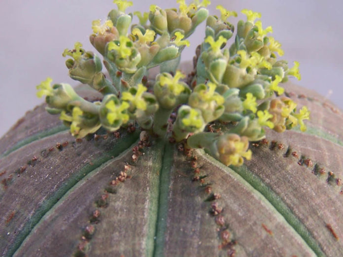 Euphorbia obesa (Baseball Plant) - World of Flowering Plants