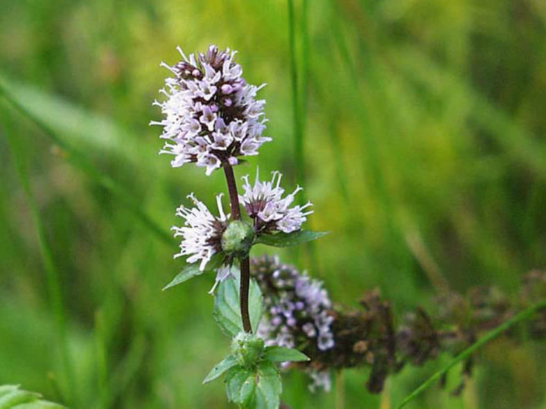 Mentha × piperita (Peppermint) - World of Flowering Plants