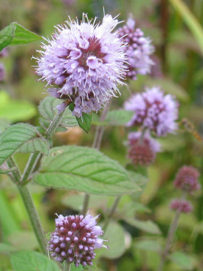 Mentha aquatica (Water Mint) - World of Flowering Plants