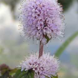 Mentha aquatica (Water Mint) - World of Flowering Plants