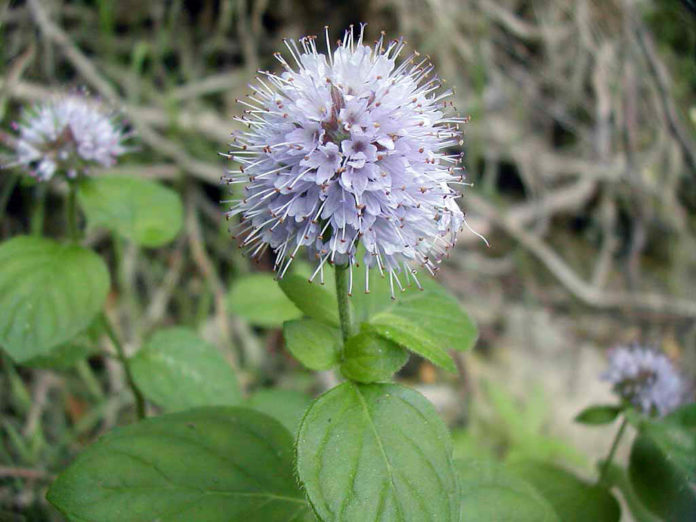 Mentha aquatica (Water Mint) - World of Flowering Plants