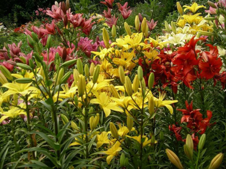Do All Plants Bloom? - World of Flowering Plants