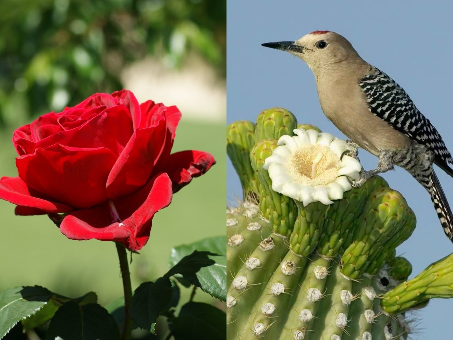The Story of a Red Rose and a Cactus - World of Flowering Plants