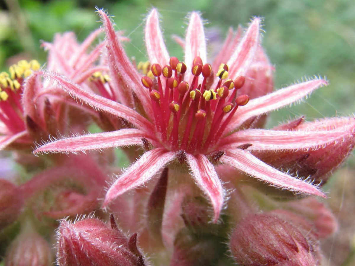 Sempervivum tectorum (Common Houseleek) - World of Flowering Plants