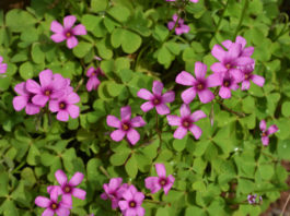How to Grow and Care for Oxalis - World of Flowering Plants