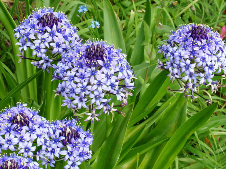 How to Grow and Care for Scilla - World of Flowering Plants