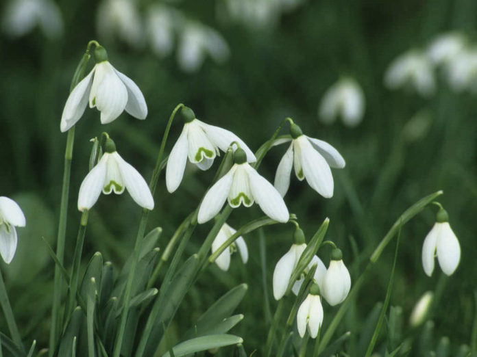 How to Grow and Care for Snowdrops - World of Flowering Plants