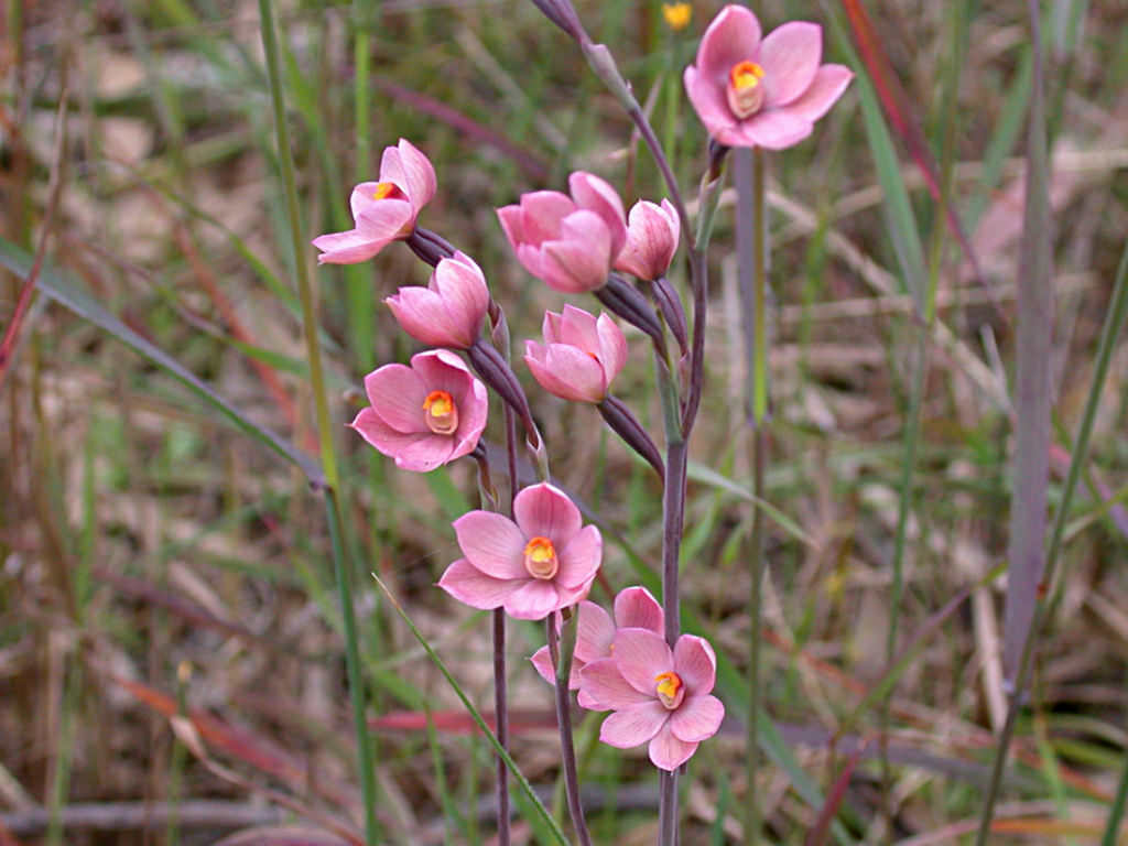 How to Grow and Care for Sun Orchids - World of Flowering Plants