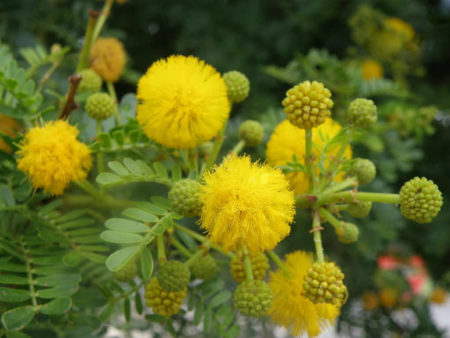 How to Grow and Care for Acacia - World of Flowering Plants