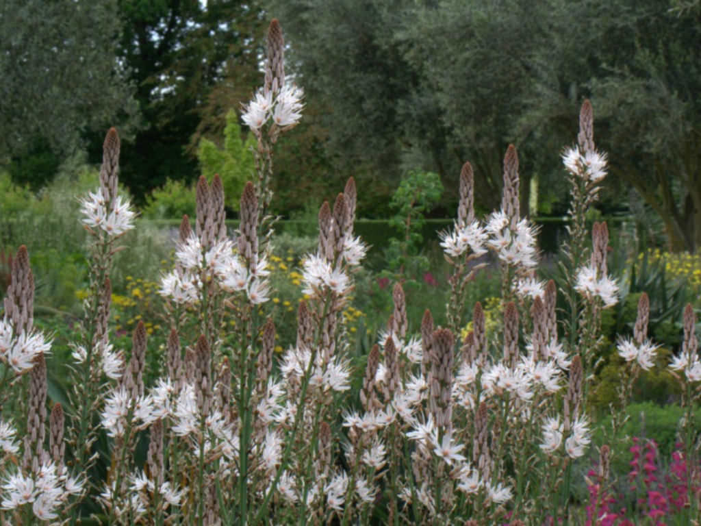 How to Grow and Care for Asphodels - World of Flowering Plants