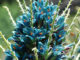 How to Grow and Care for Blue Puya - World of Flowering Plants
