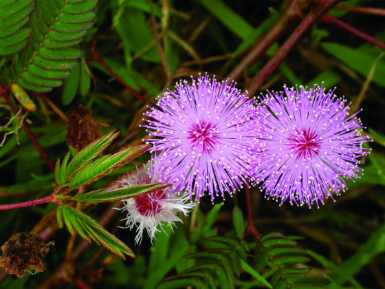 How to Grow and Care for Mimosa - World of Flowering Plants