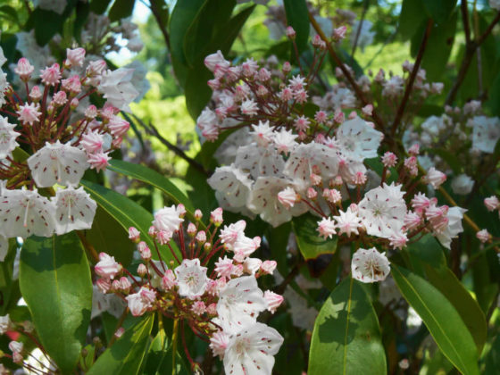 How to Grow and Care for a Mountain Laurel (Kalmia latifolia) - World ...